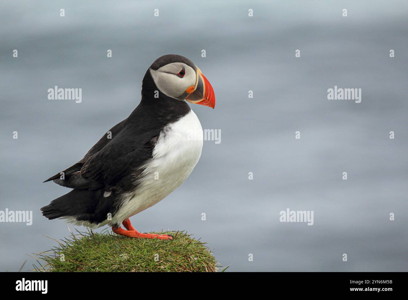 Atlantic puffin at their breeding place Latrabjarg, Iceland, Europe ...
