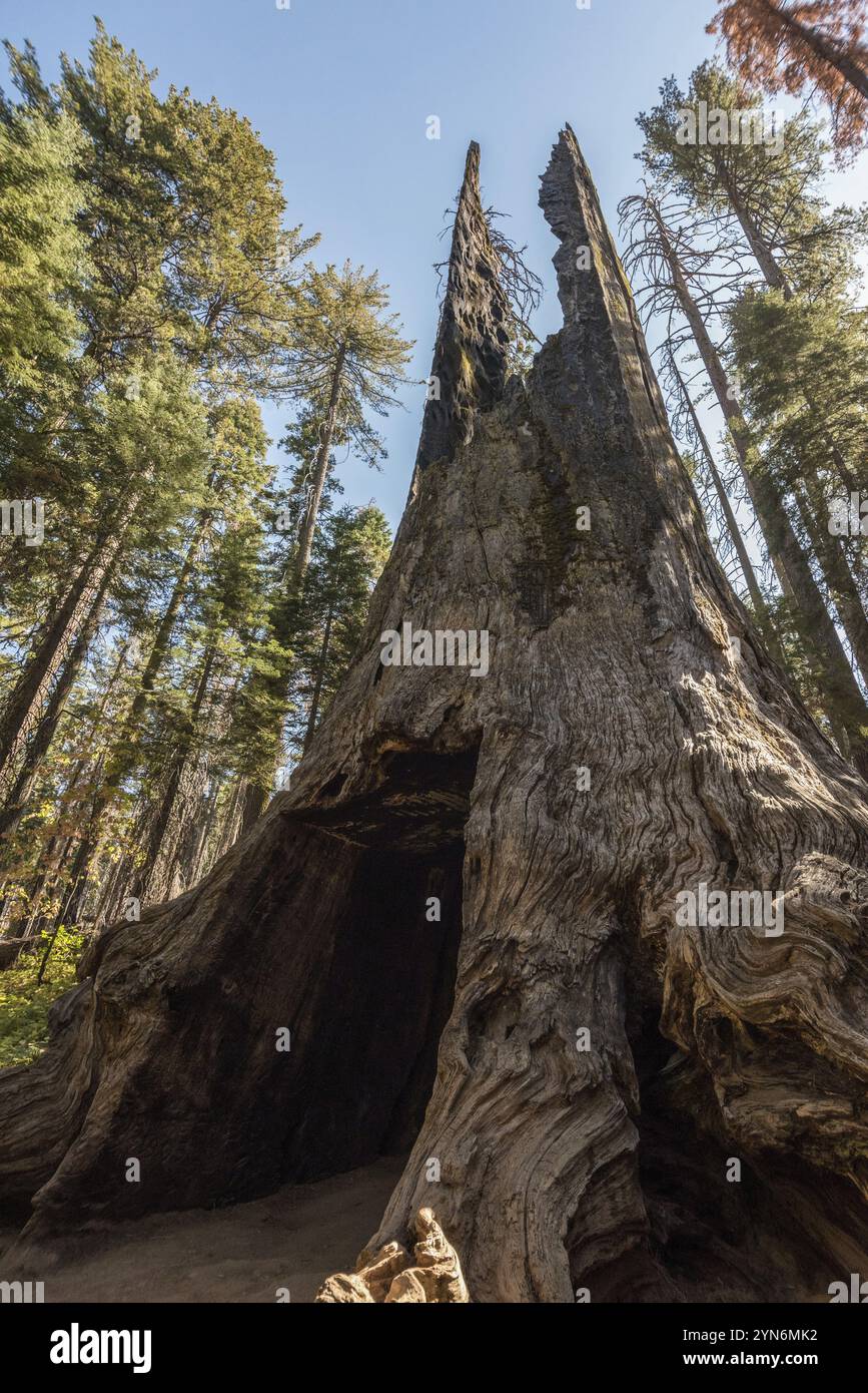 Famous Tunnel Tree in the Yosemite National Park, USA, North America ...