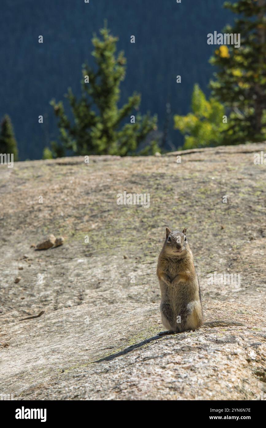 Chipmunks in parks hi-res stock photography and images - Alamy