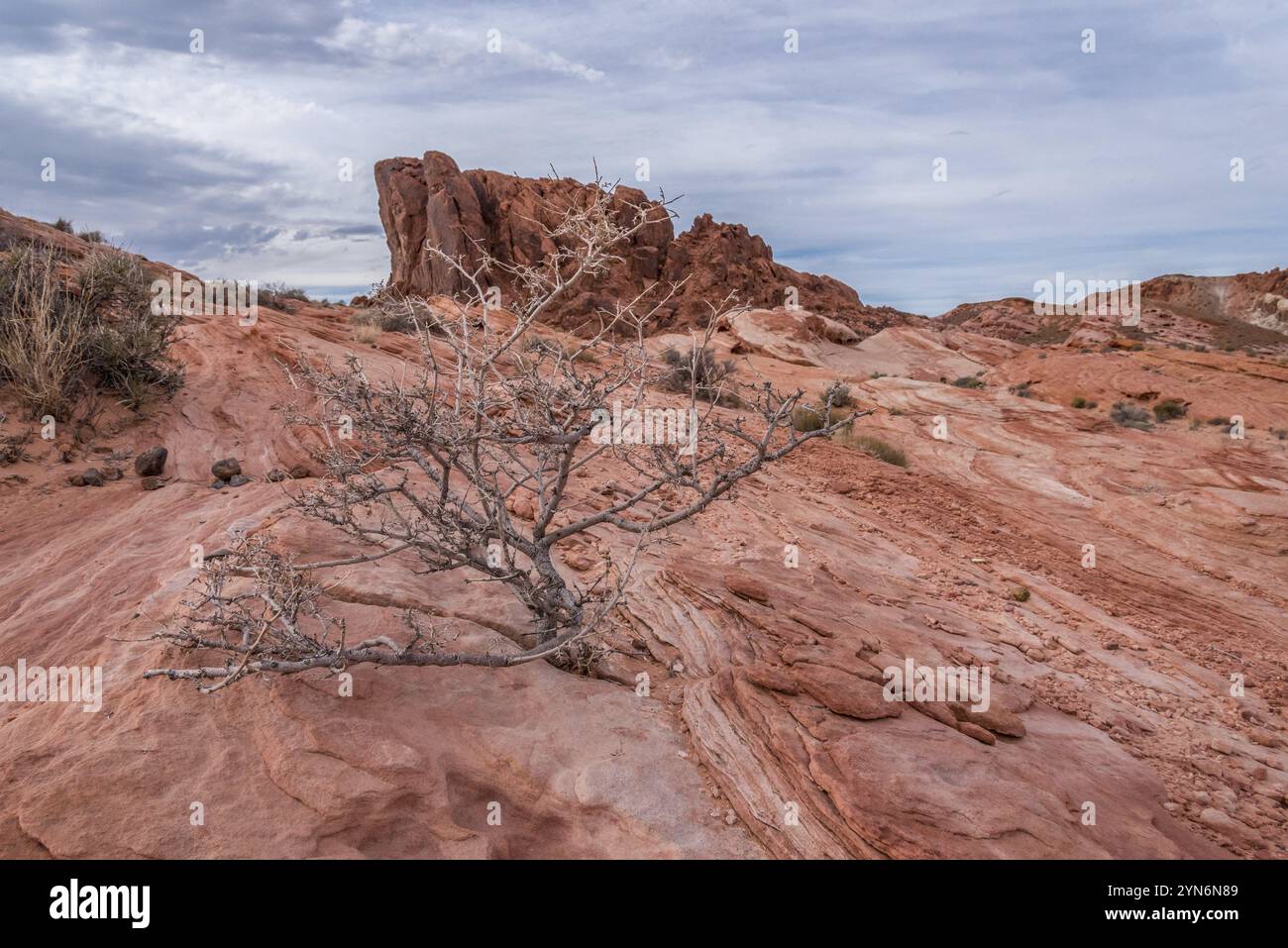 A dry bush fighting the harsh conditions in the Valley of Fire, USA ...