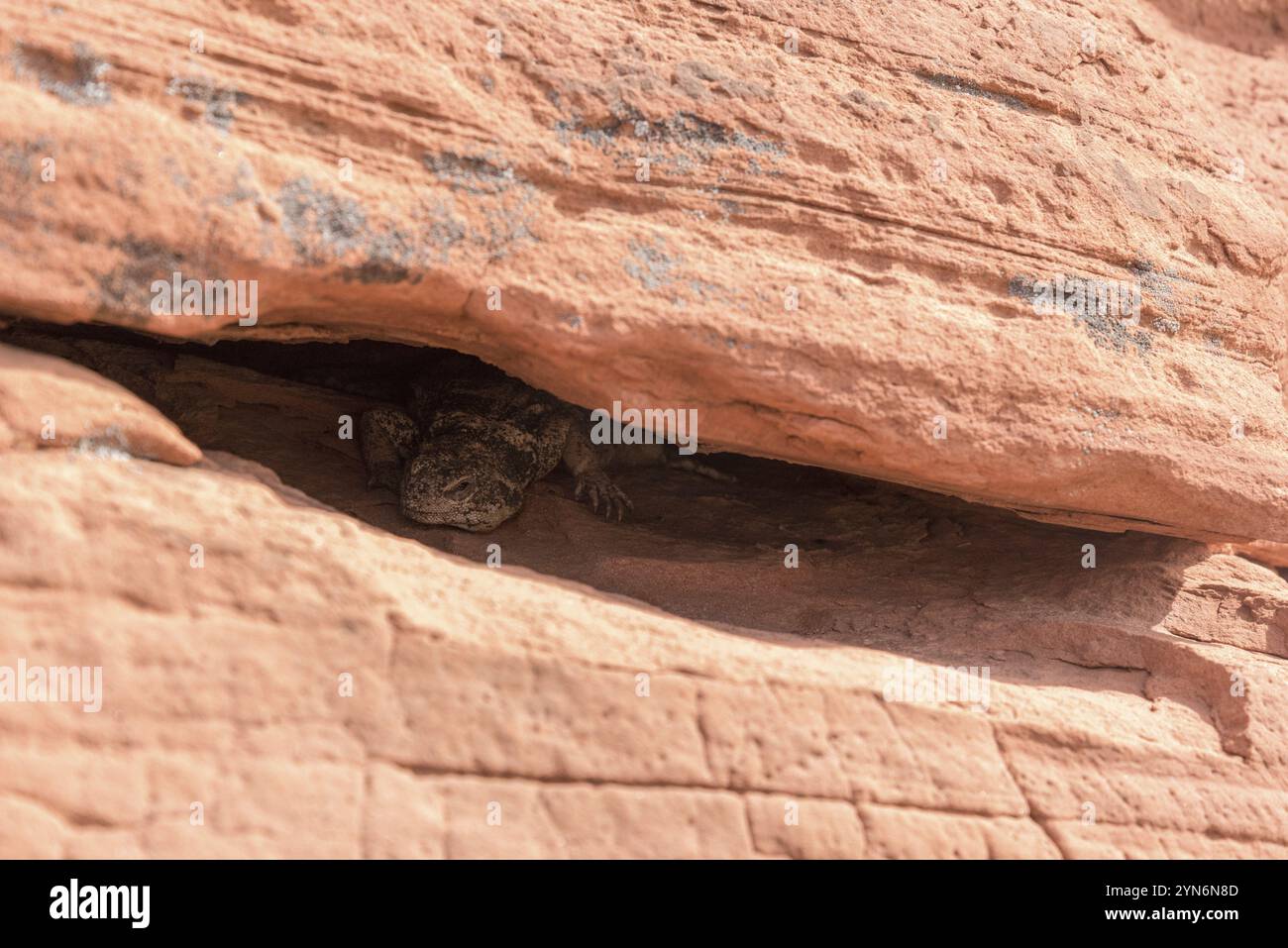 A big Chuckwalla lizard on the rock of Valley of Fire State Park ...