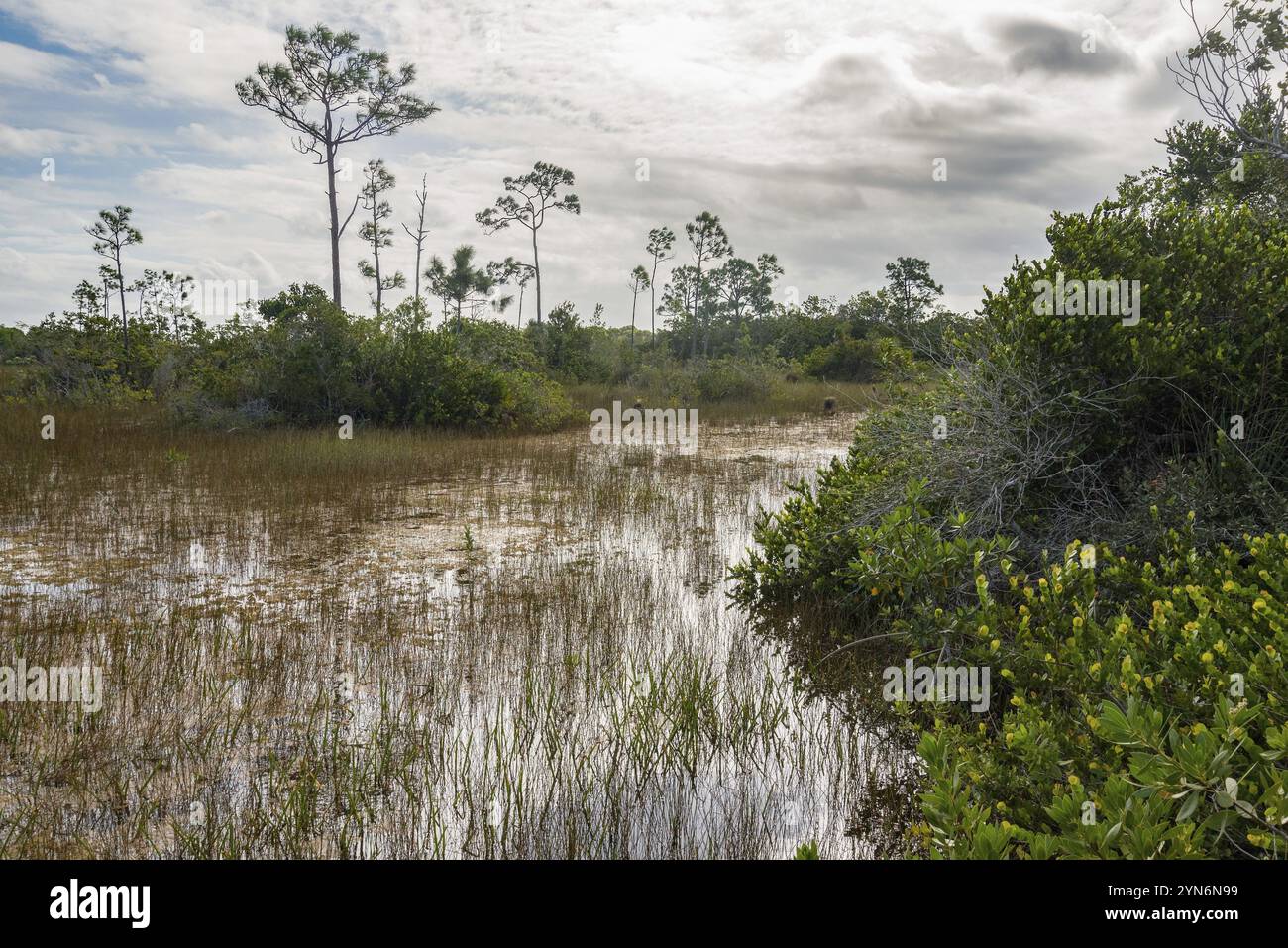 Scenic swamp landscape in the Everglades National Park, USA, North ...