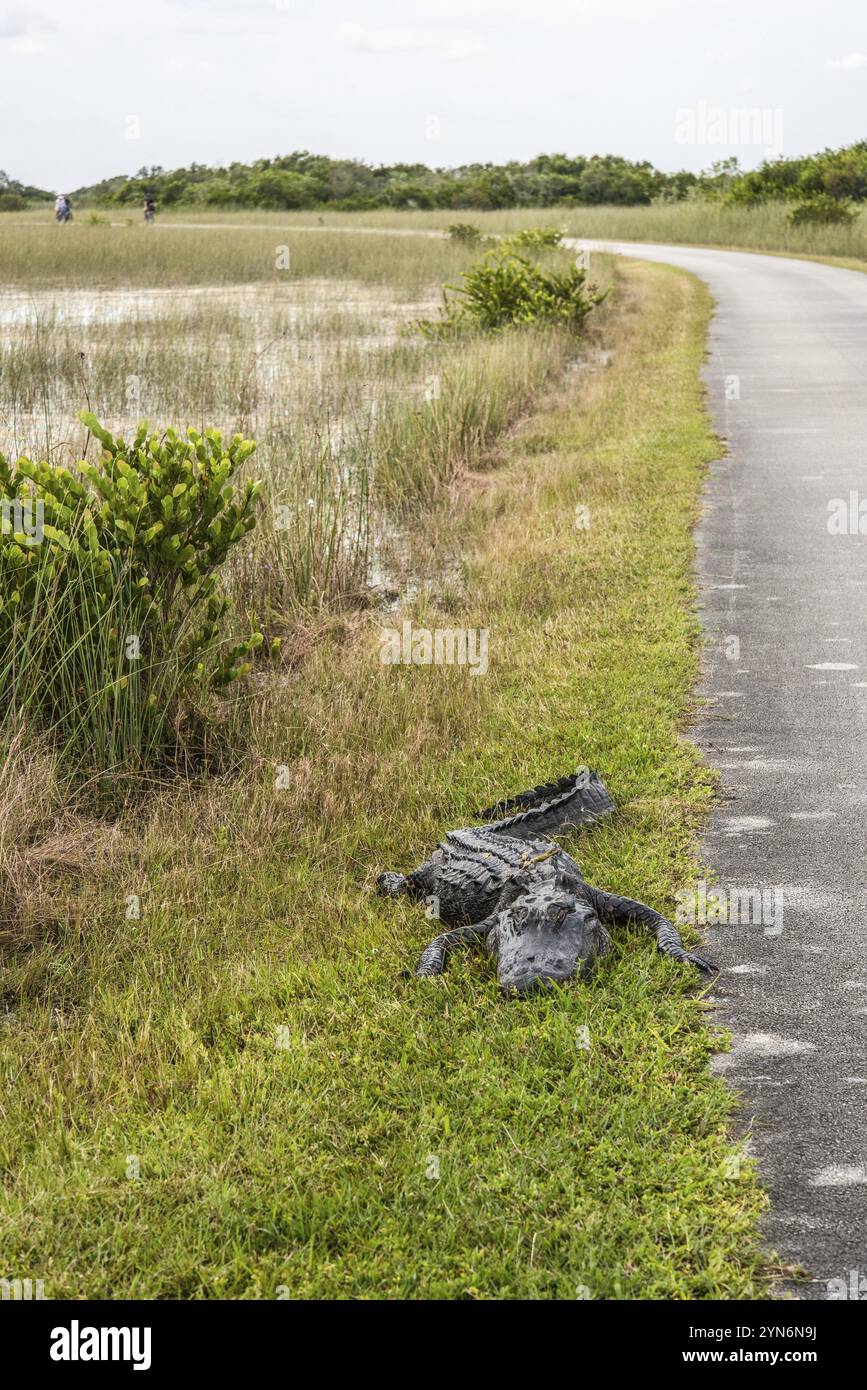 An alligator sleeping in the grass, Everglades National Park, USA ...
