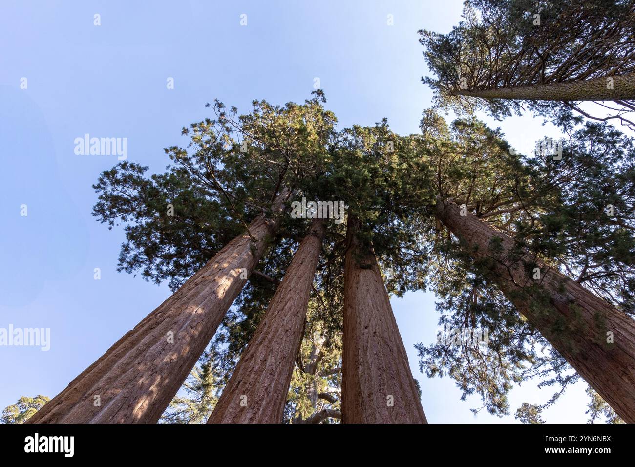 View of giant sequoia trees in Sequoia National Park Stock Photo - Alamy