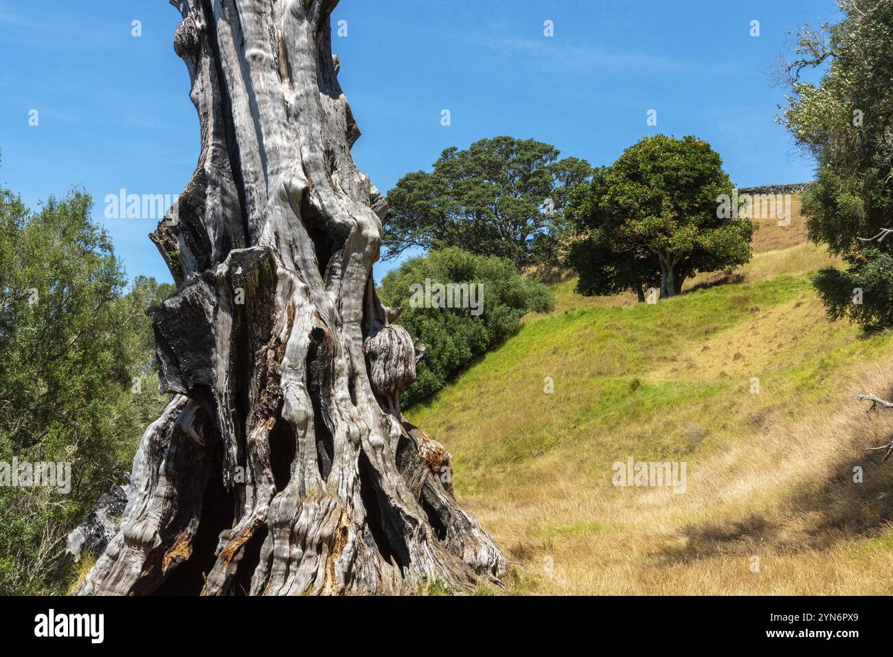 Old tree trunk in the One Tree Hill park of Auckland, New Zealand ...