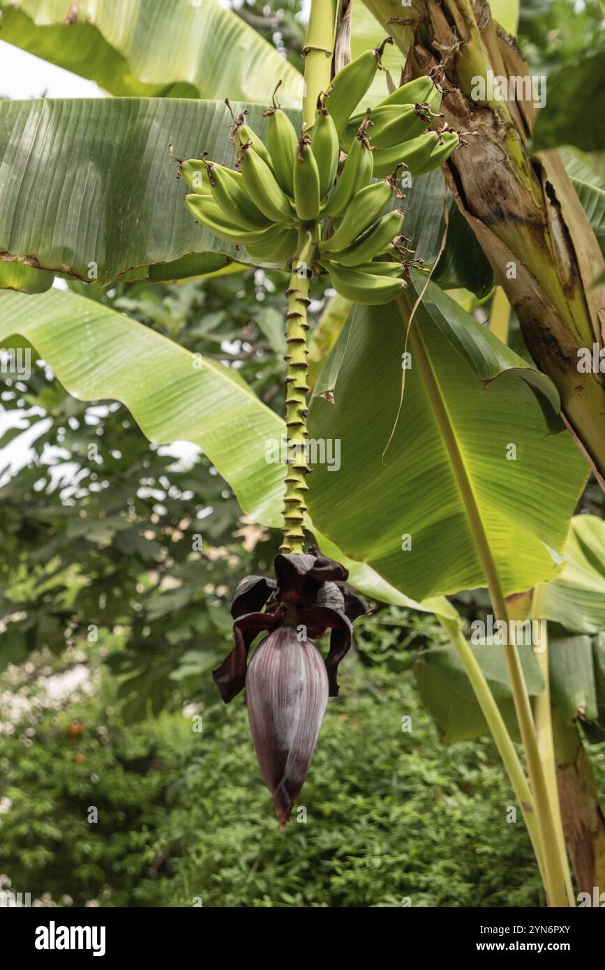 A banana tree blooming in a park in Marrakech, Morocco, Africa Stock ...