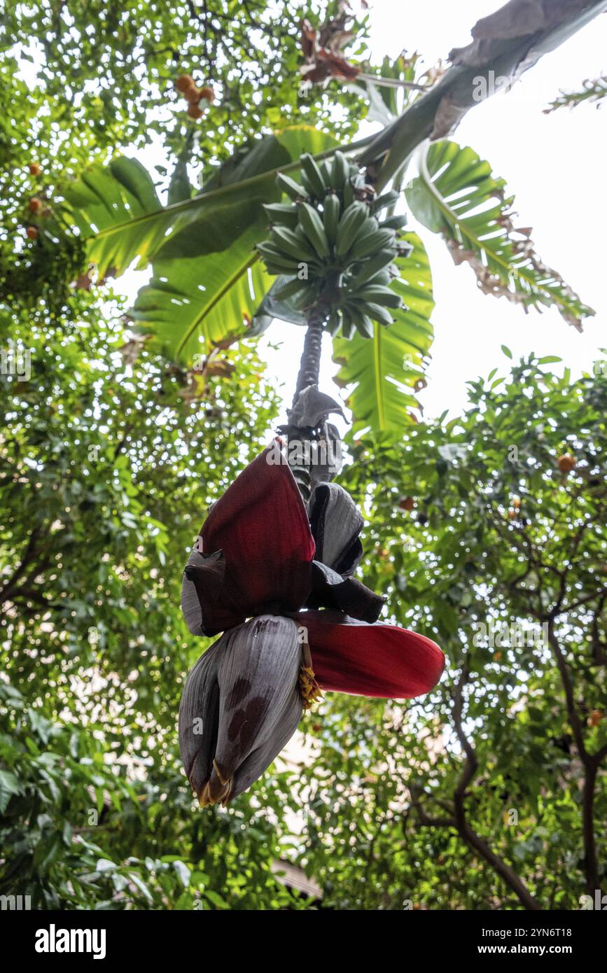 A banana tree blooming in a park in Marrakech, Morocco, Africa Stock ...
