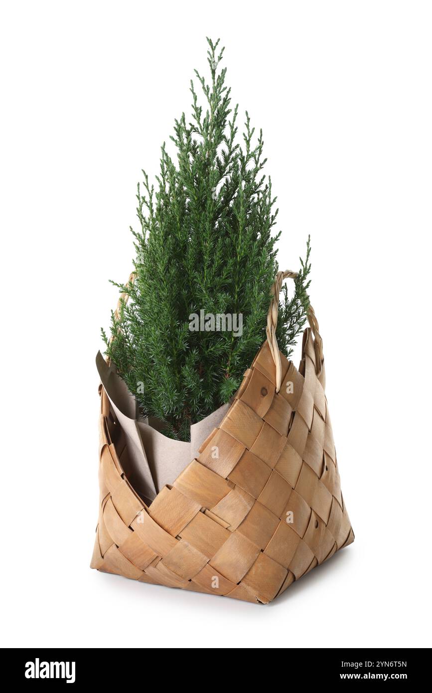 Mini spruce tree hi-res stock photography and images - Alamy