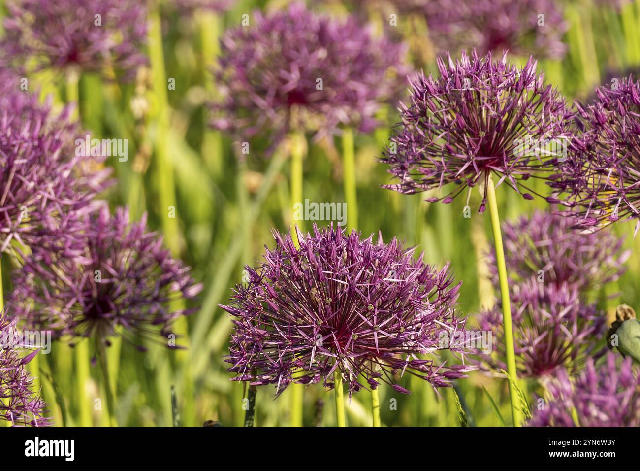 Plants allium hi-res stock photography and images - Alamy
