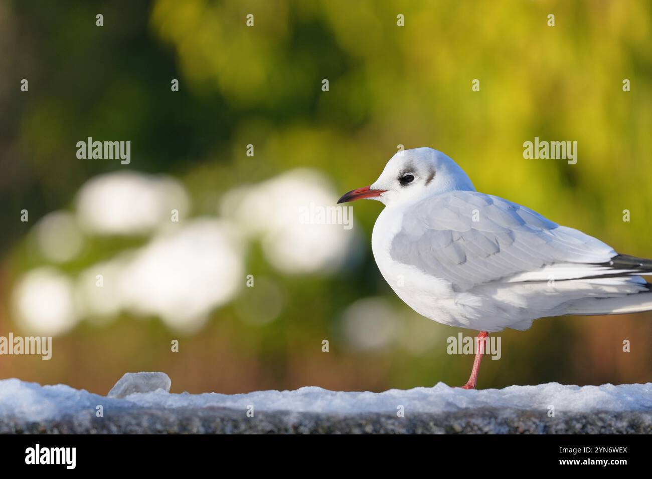 Seagull standing still hi-res stock photography and images - Alamy