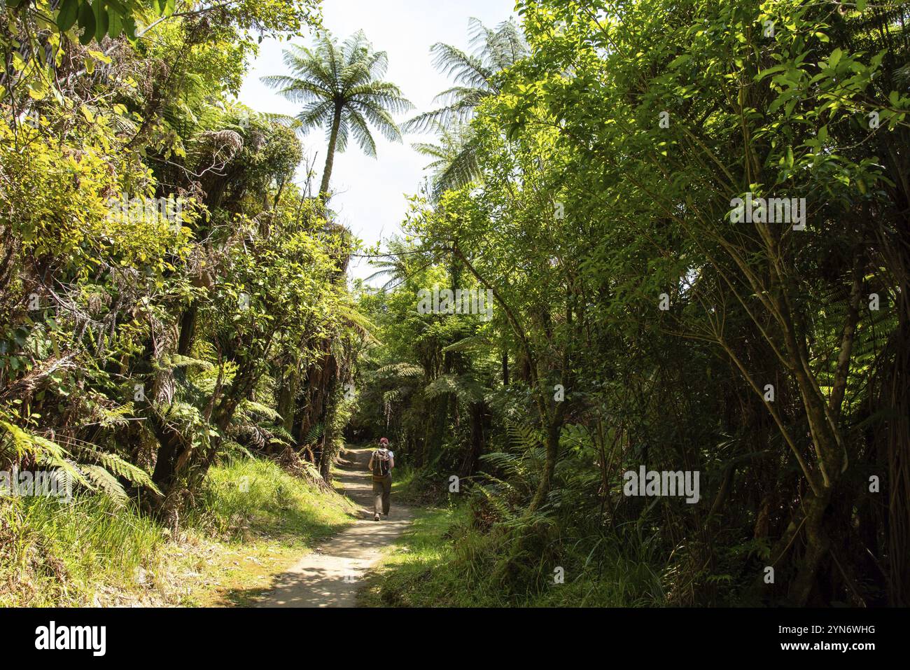 Tour on untouched Whanganui river and through surrounding jungle, North ...