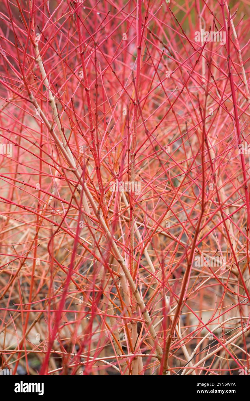Cornus 'anny's winter orange' hi-res stock photography and images - Alamy