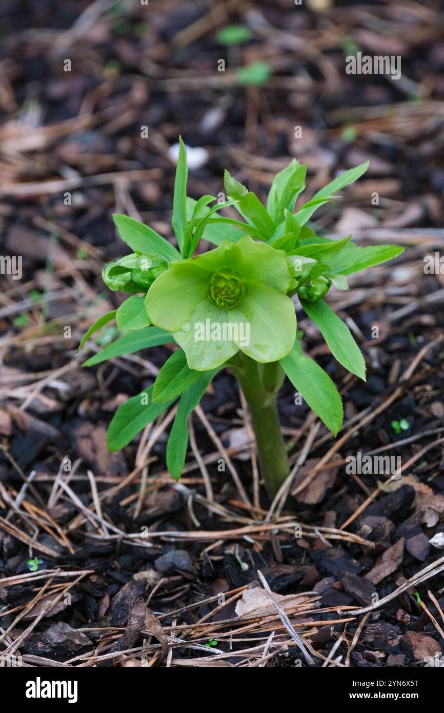 Helleborus multifidus laxus hi-res stock photography and images - Alamy
