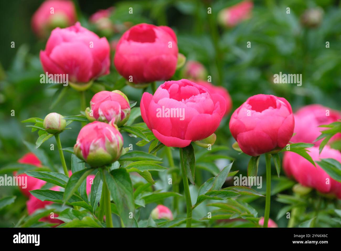 Semi double pink flowers hi-res stock photography and images - Alamy