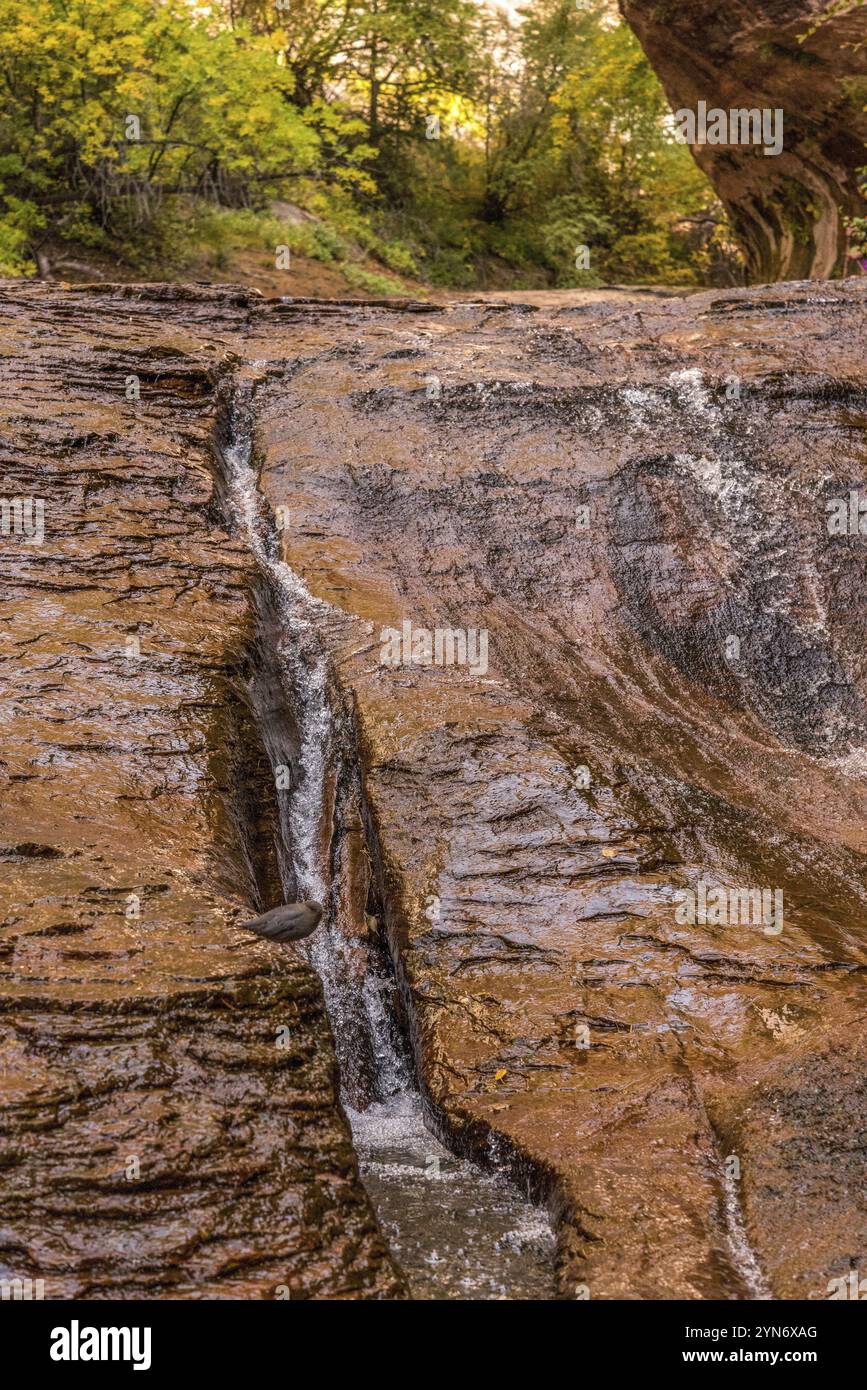 Water flowing through a narrow crack in the Subway gorge, Zion NP, USA ...