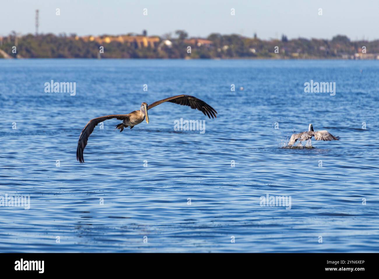 Birds feeding over the lagoon Stock Photo - Alamy