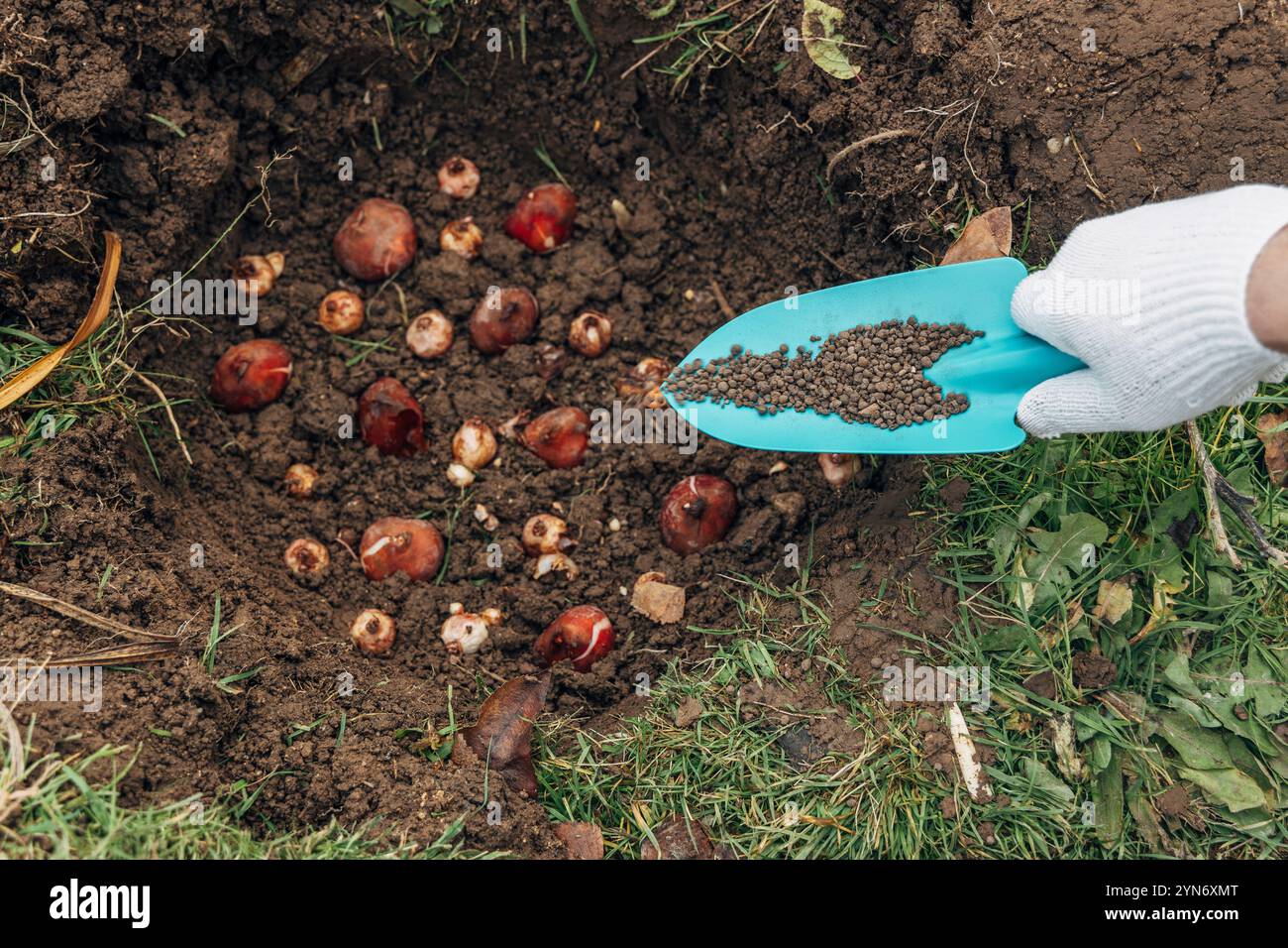 top dressing with granular fertilizer for spring bulbous plants when ...