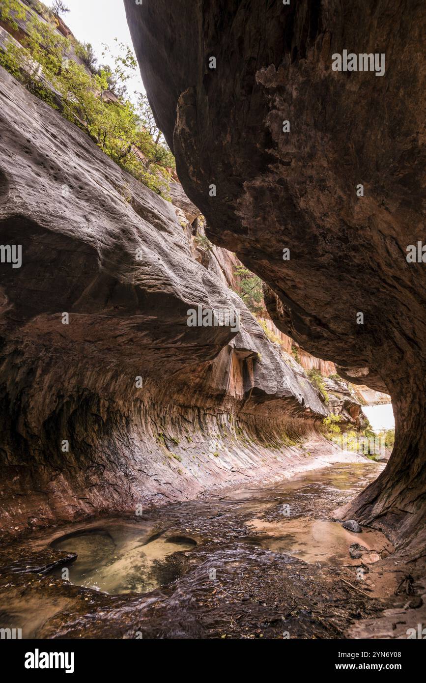 Magnificent Subway gorge landmark in the Zion National Park in Utah ...