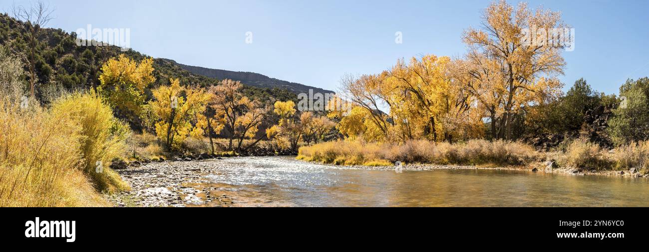 Scenic trees with vibrant yellow leaves at the Rio Grande, USA, North ...