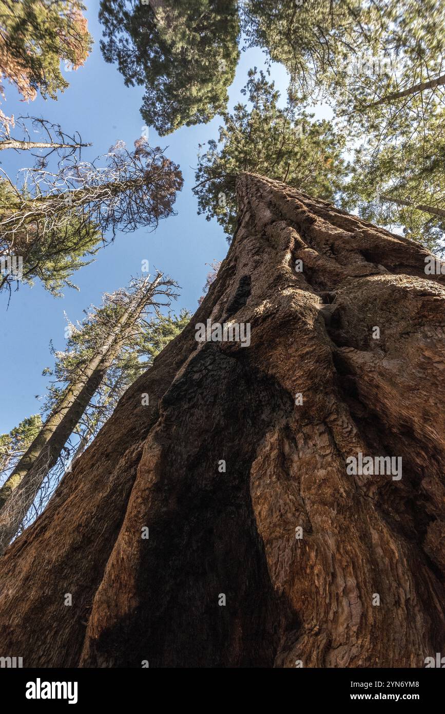 Giant sequoia tree in the Yosemite National Park, USA, North America ...