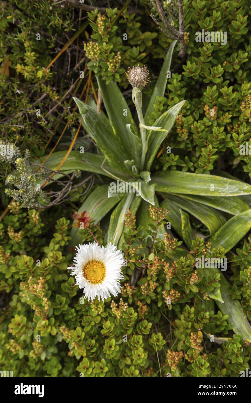 Alpine flowers at the Southern Alps, Mount Aoraki National Park, South ...