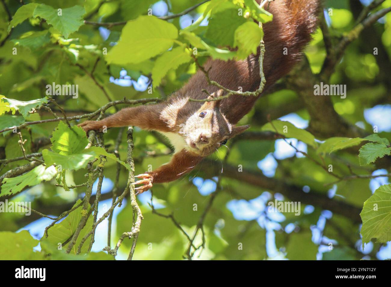 A busy squirrel gathering nuts from a hazelnut tree Stock Photo - Alamy