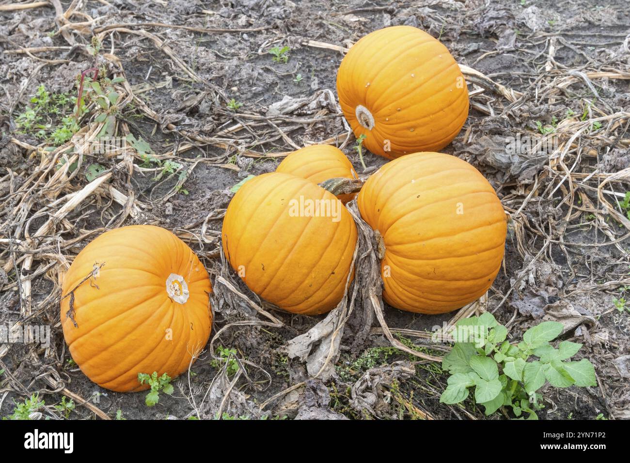 One too many pumpkins hi-res stock photography and images - Alamy