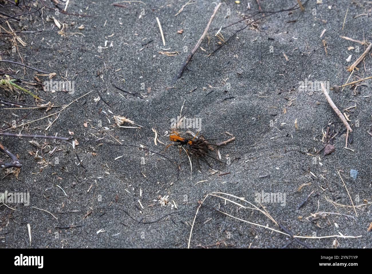 Big spider and flying insect fighting with each other, New Zealand ...