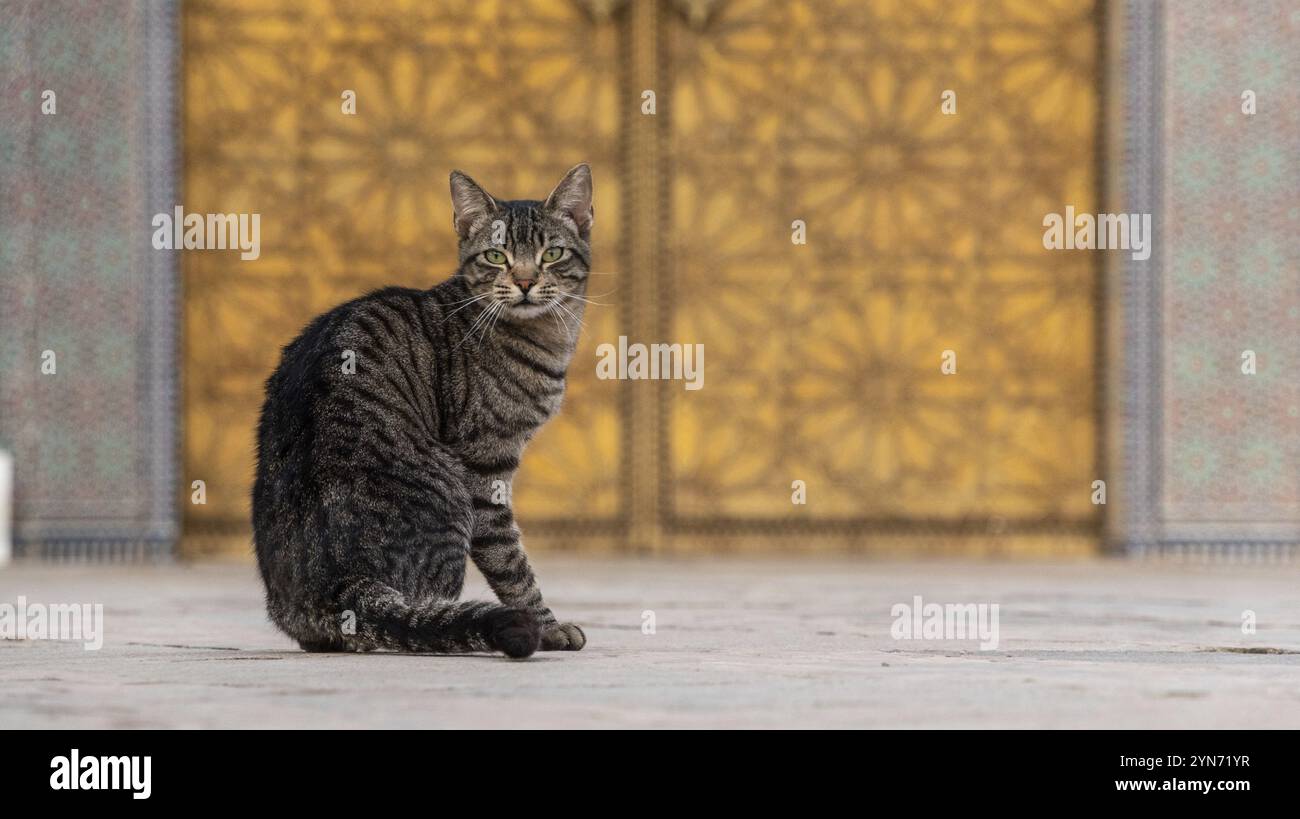 A cat sitting royal in front of the famous golden main entrance of the ...