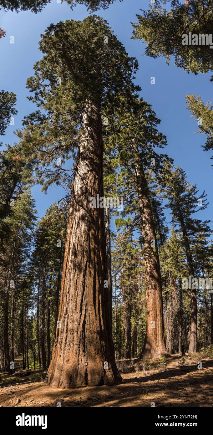 Gigantic cedar tree hi-res stock photography and images - Alamy