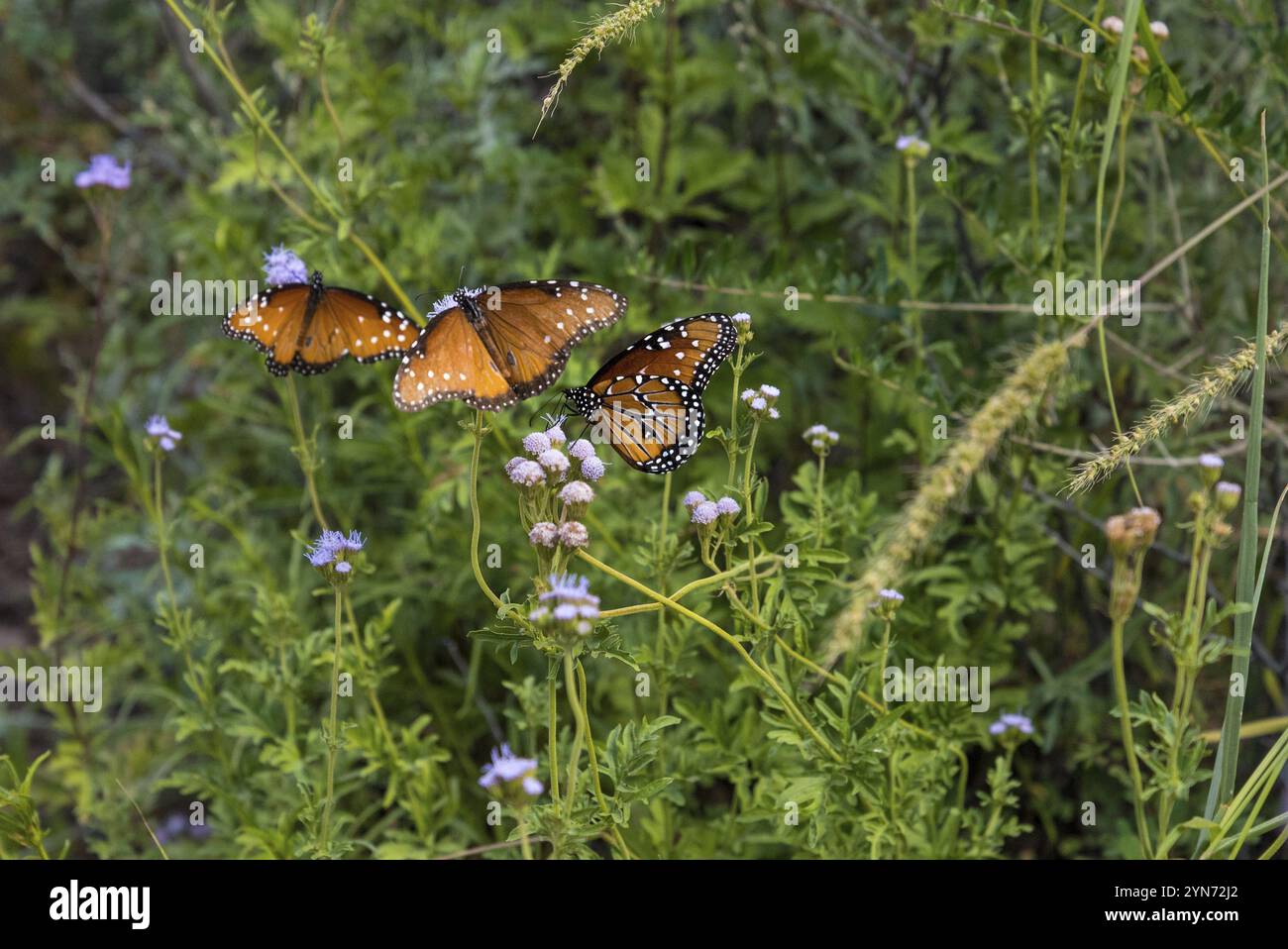 Beautiful Queen butterflies in the Big Bend National Park, USA, North ...