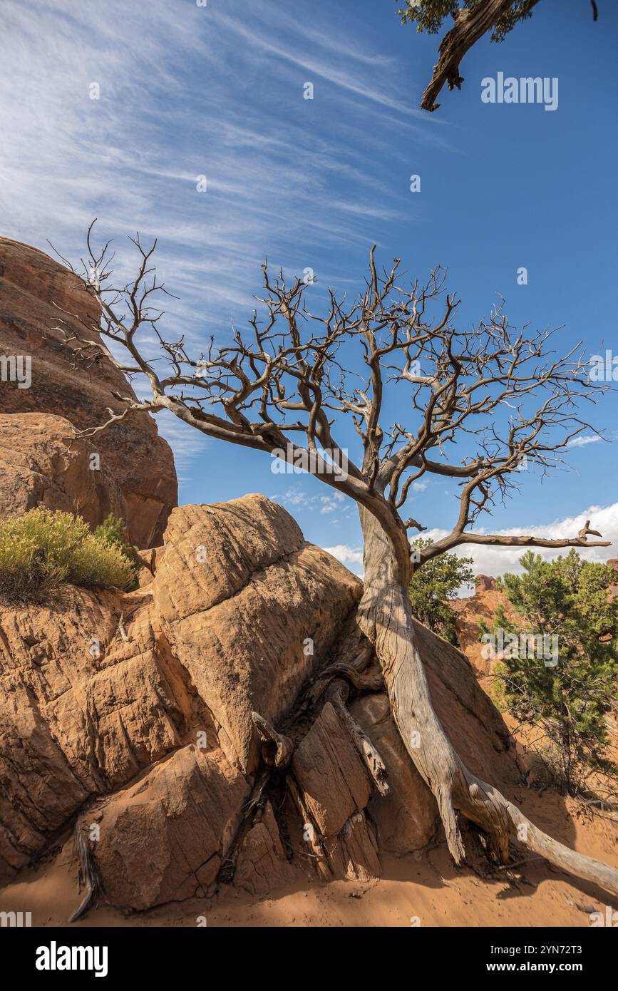 A beautiful old dry tree in the Arches National Park, USA, North ...