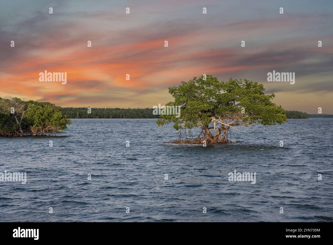 A small mangrove tree in the Everglades, Florida, USA, North America ...
