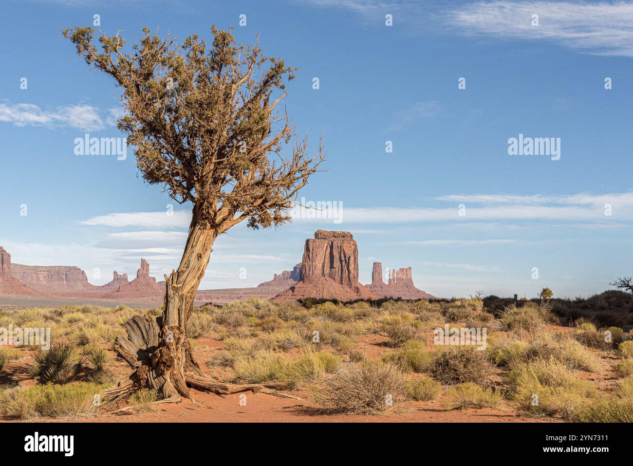 A dry tree resisting the harsh arid conditions of the Monument Valley ...