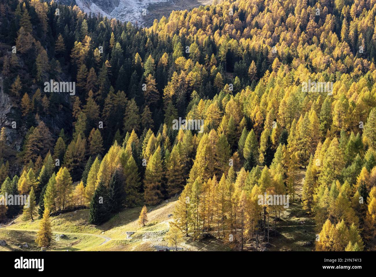 Larches forest in the Swiss alps Stock Photo - Alamy
