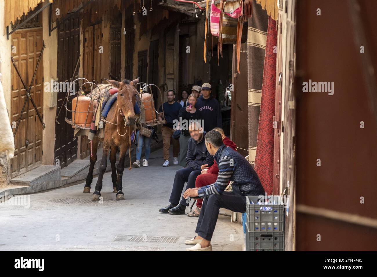 A mule packed with gas bottles, downtown of Fes in Morocco Stock Photo ...