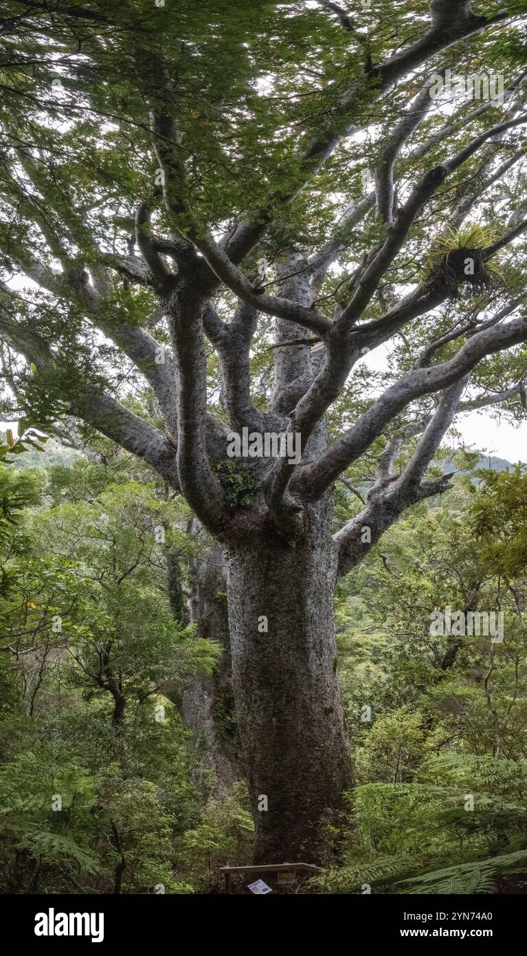 One of very view famous ancient Kauri trees, New Zealand, Oceania Stock ...