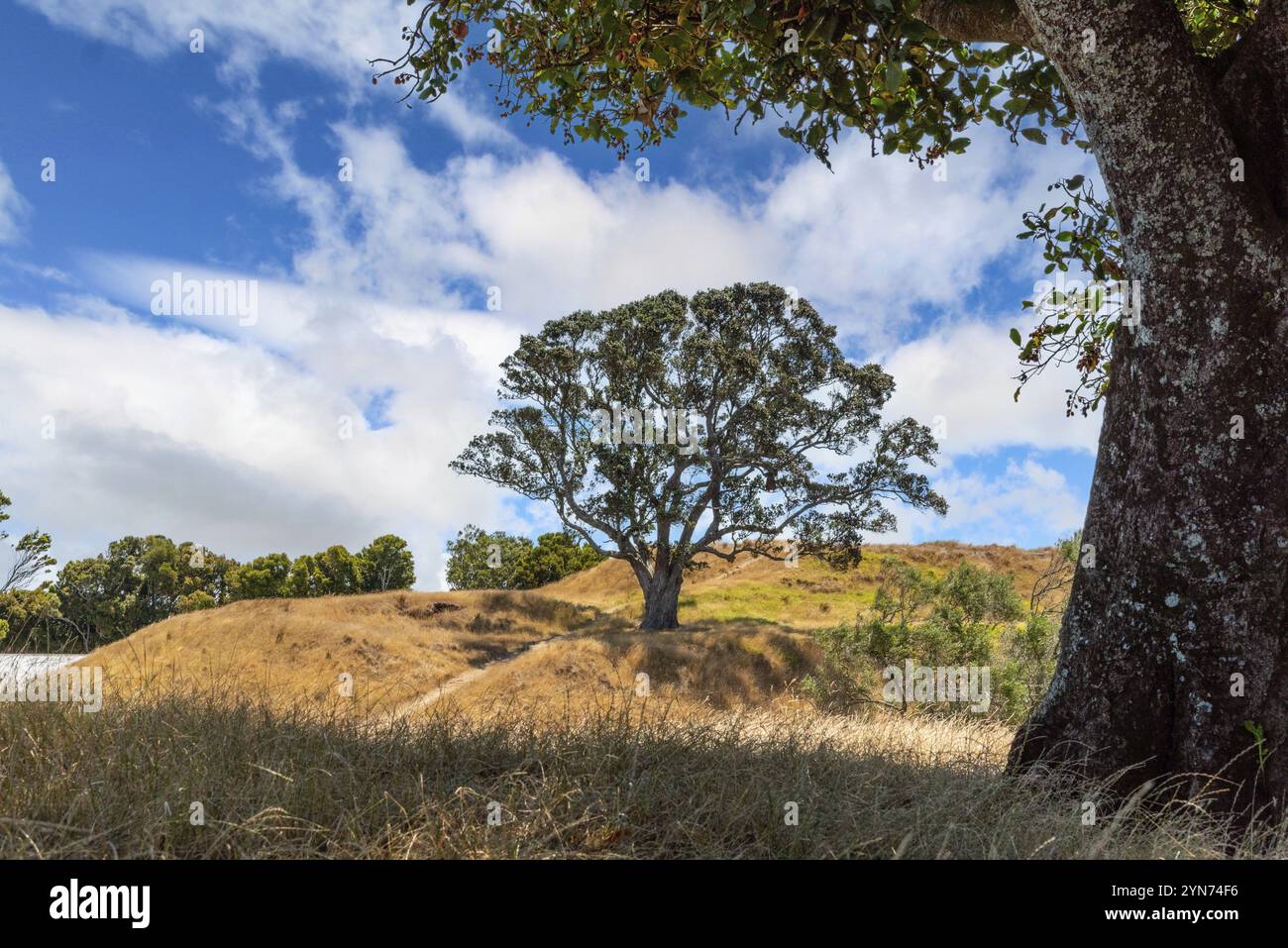 One tree hill in new zealand hi-res stock photography and images - Alamy