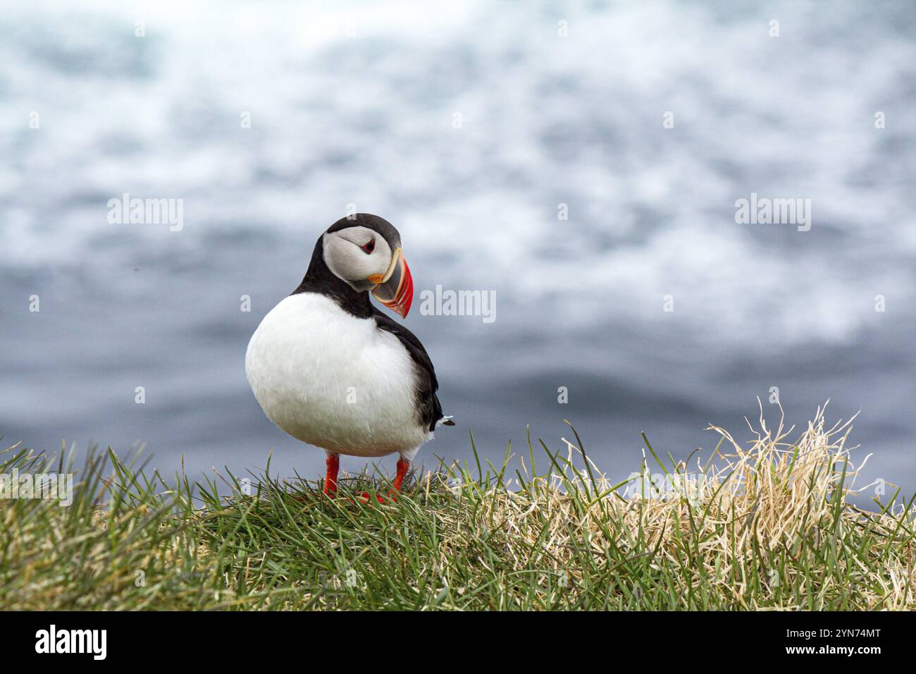 Atlantic puffin at the famous bird breeding place Latrabjarg, showing ...