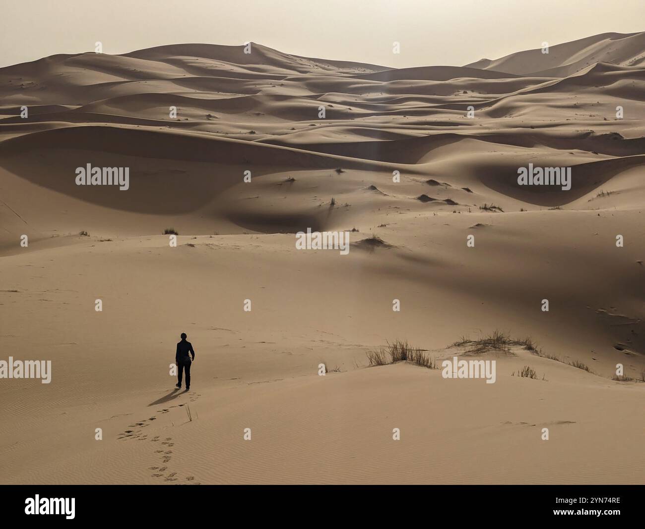 A person walking through the Erg Chebbi desert in the African Sahara ...