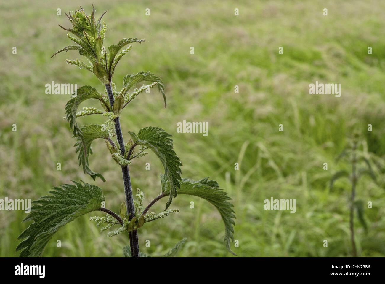 Edge nettle hi-res stock photography and images - Alamy