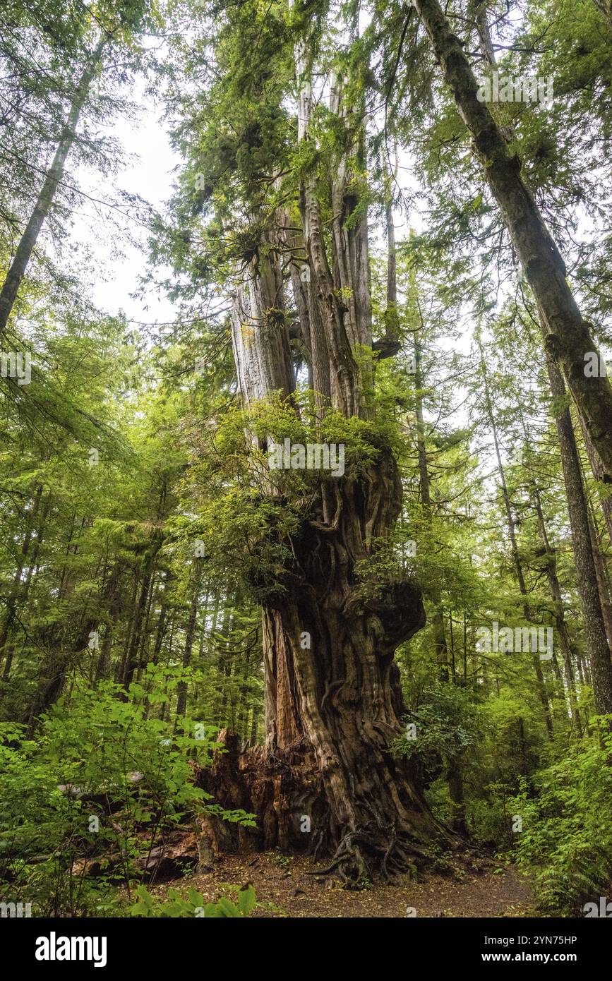 Big Cedar Tree Kalaloch in Olympic National Park, USA, North America ...