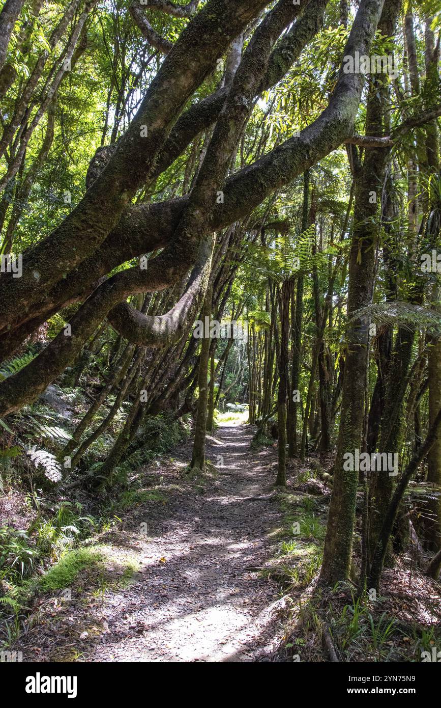 Tour on untouched Whanganui river and through surrounding jungle, North ...