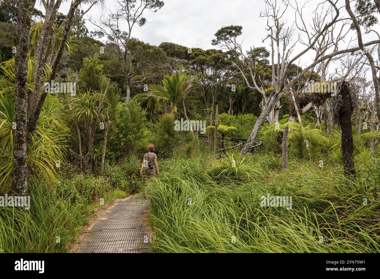 Peaceful path to Kaitoke Hot Springs on Great Barrier Island, New ...