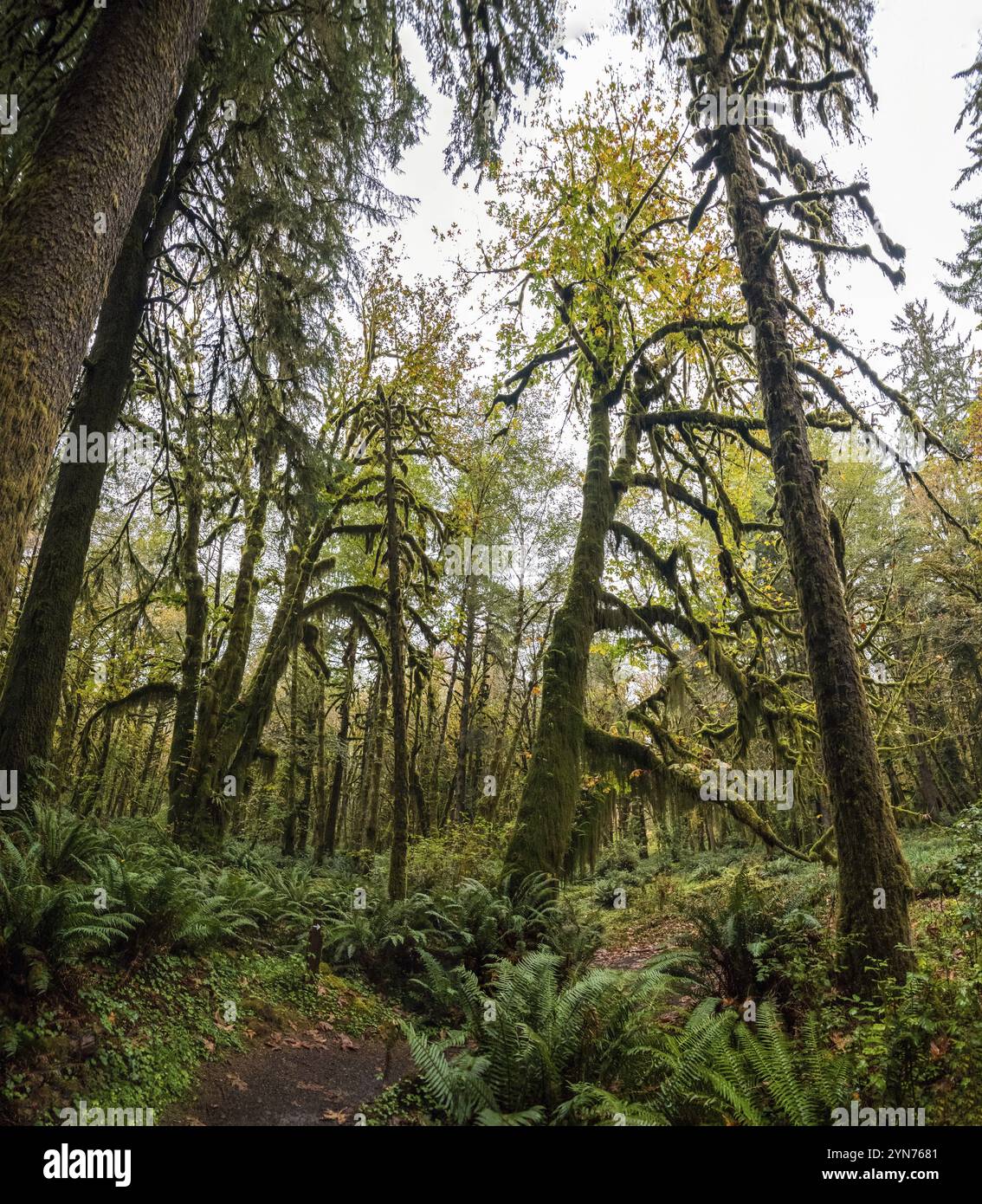 Scenic rainforest in the Olympic National Park in Washington state, USA ...