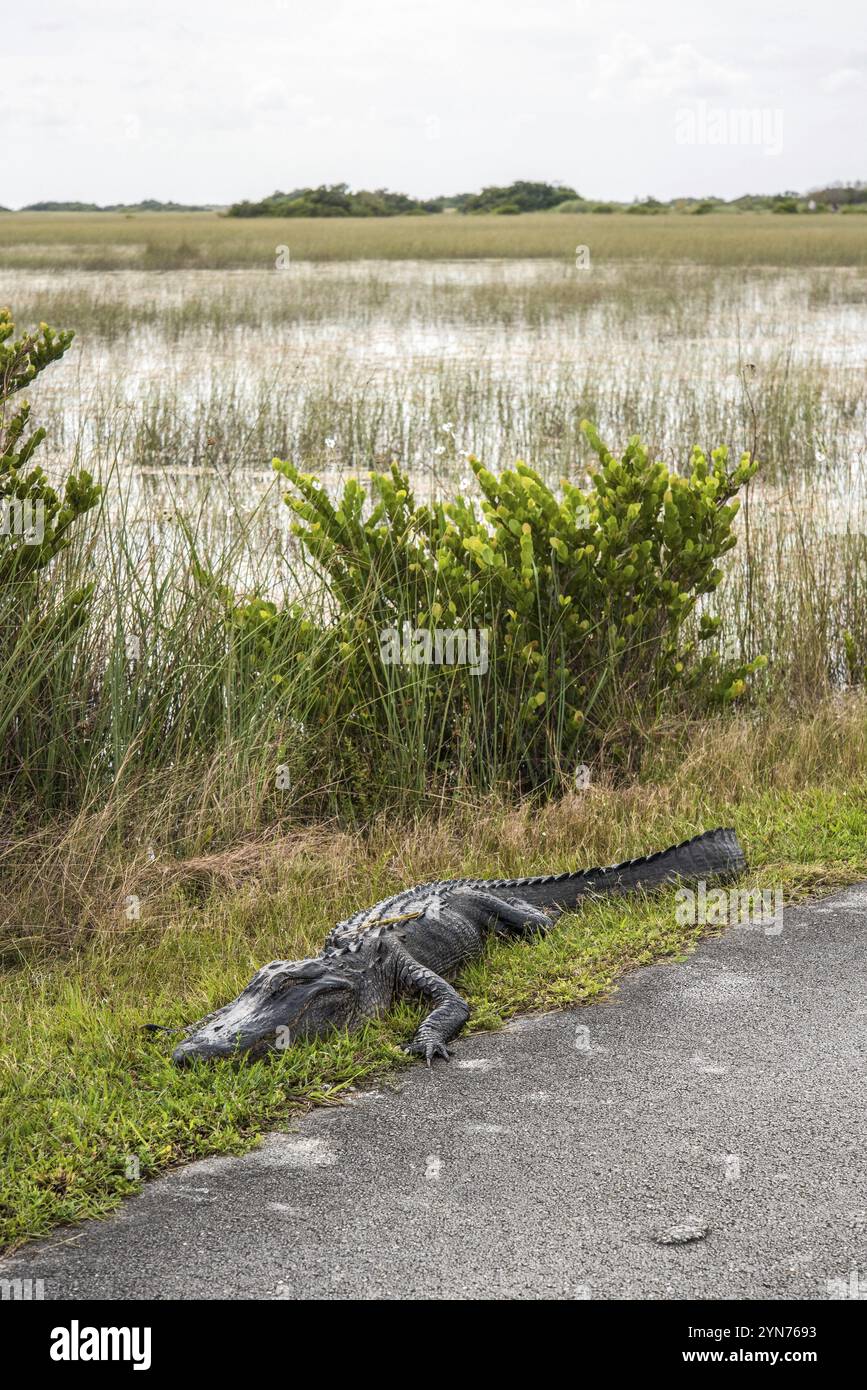 An alligator sleeping in the grass, Everglades National Park, USA ...
