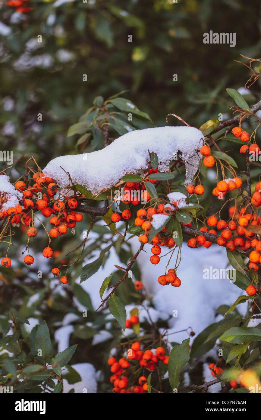 Frozen red berries glistening under a blanket of snow, highlighting the ...