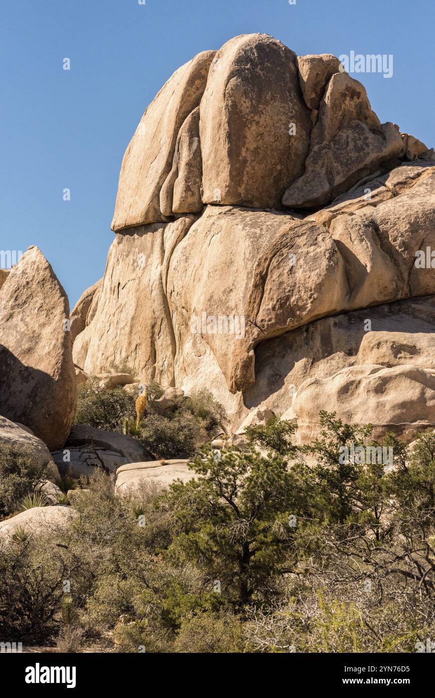 An abandoned old gold mine in the Joshua Tree National Park, USA, North ...
