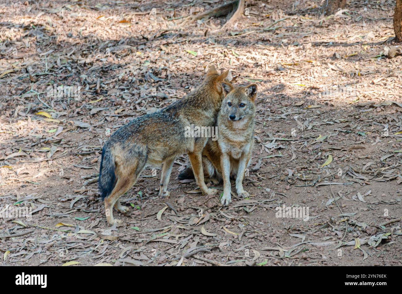 Jackals zoo hi-res stock photography and images - Alamy