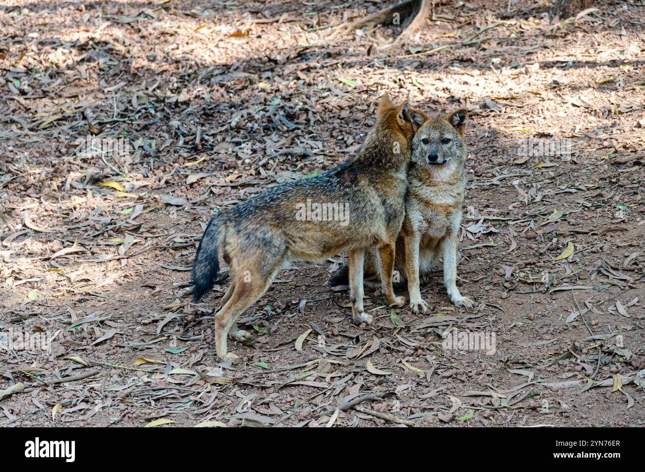 A pair of jackals in a zoo Stock Photo - Alamy